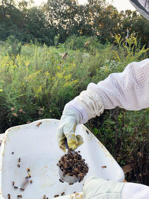Conduct an Alcohol Wash for Varroa Mite Monitoring - Backyard Beekeeping